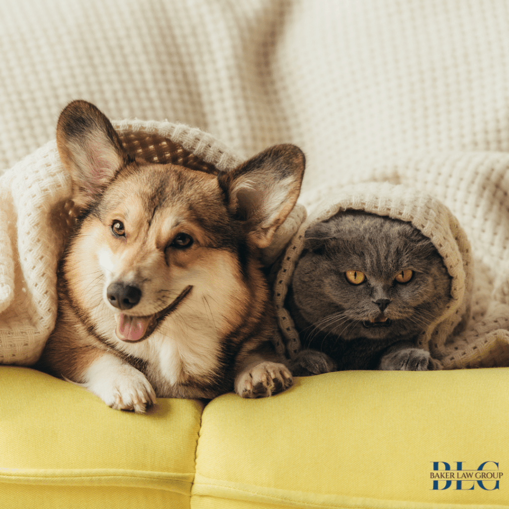 Colorado HOA Law: Pets and Policy Insights | Baker Law Group, PLLC
